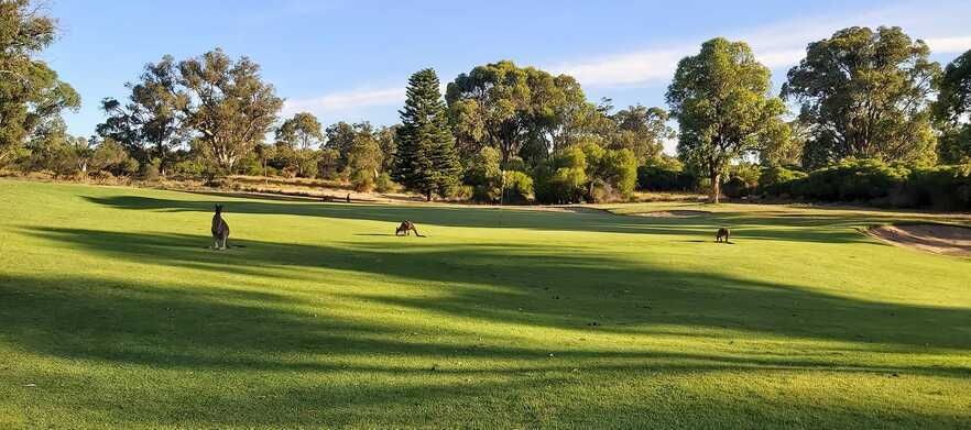 18 Holes for FOUR including Carts and Drinks at Rockingham Golf Club ...